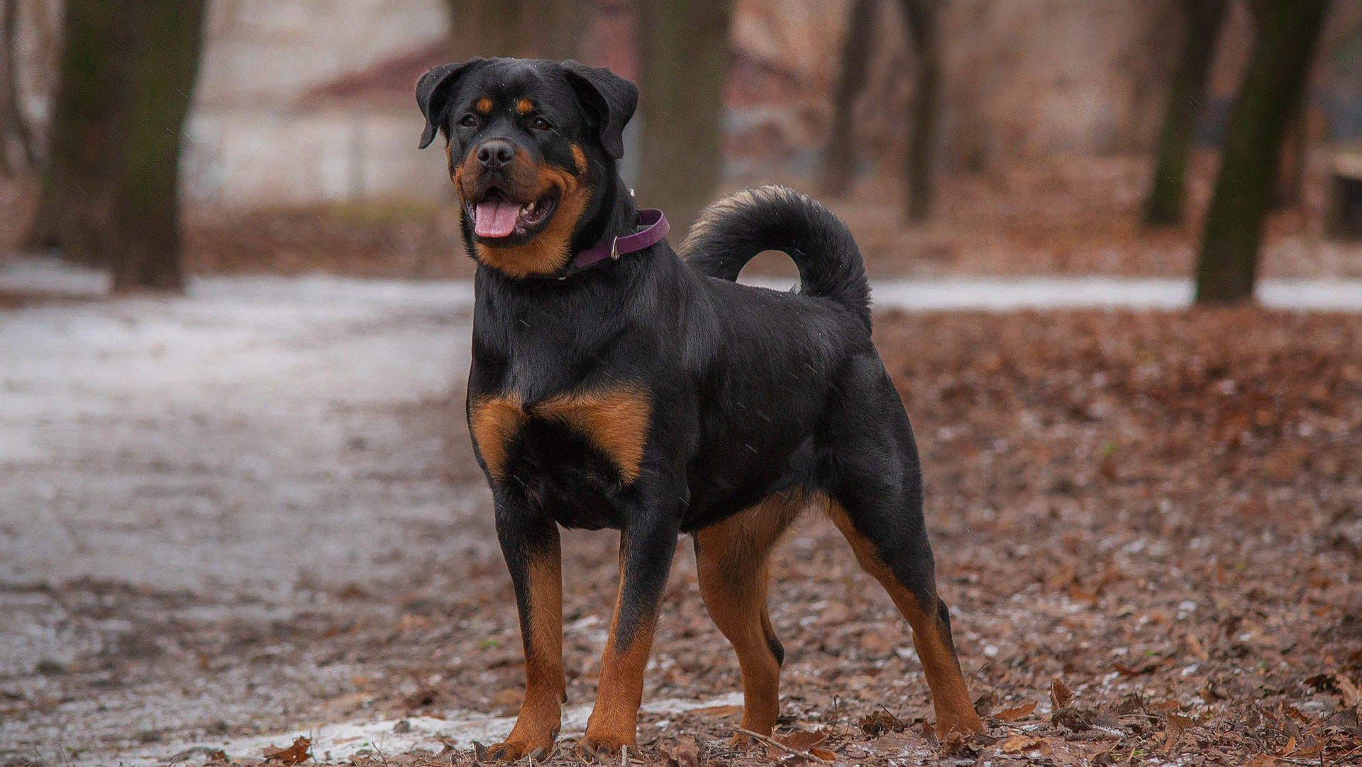 Top 10 Most Popular Dog Breeds In India