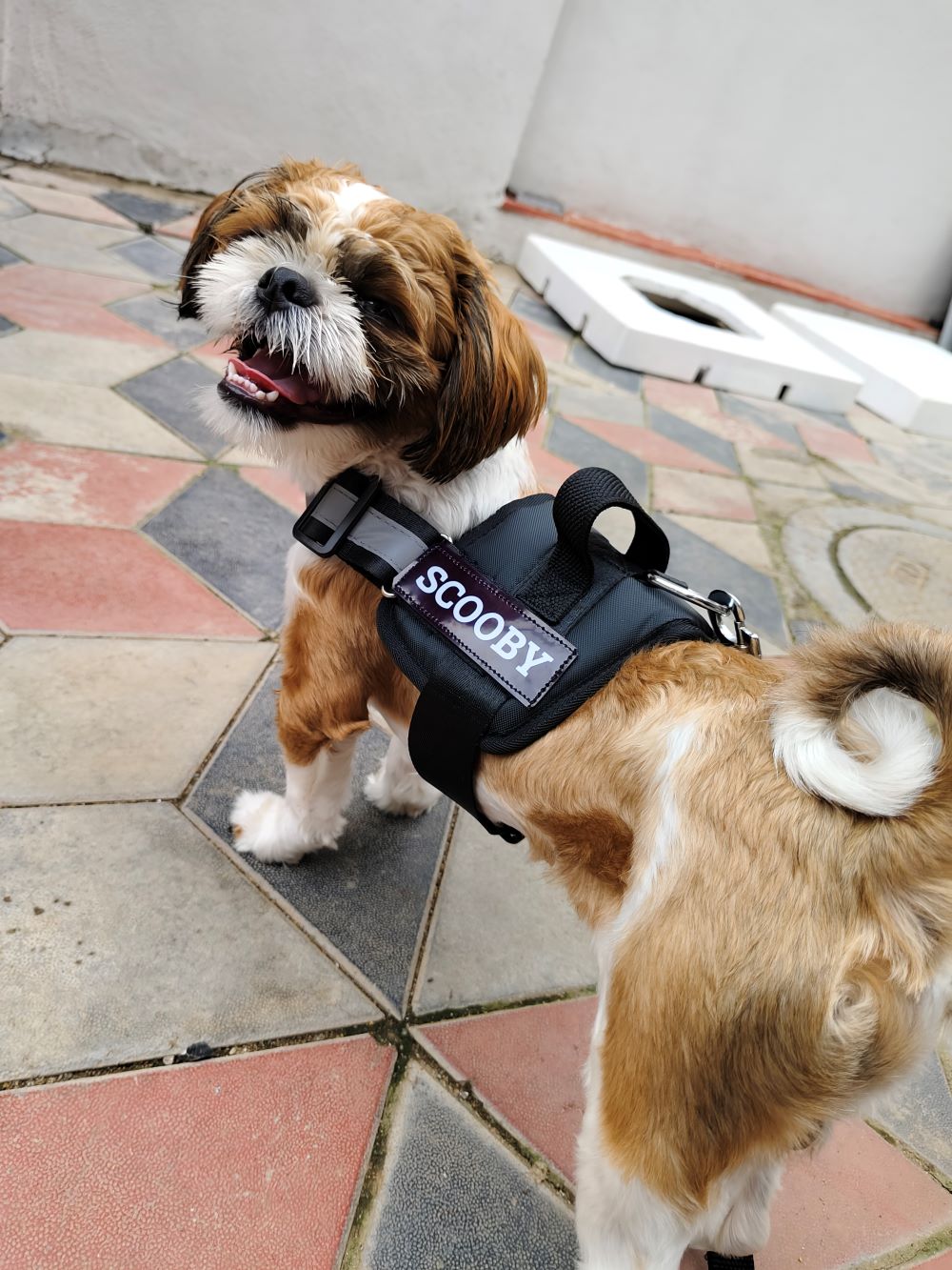 Top 5 Best Grooming Tips For Every Dog Owner