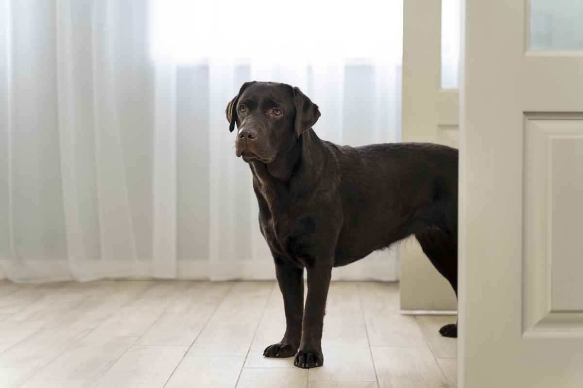 Top 10 Tips to Comfort Your Dog When They're Home Alone