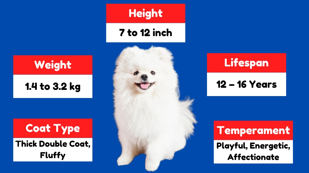 Pomeranian Dogs: History, Traits, and Care Tips