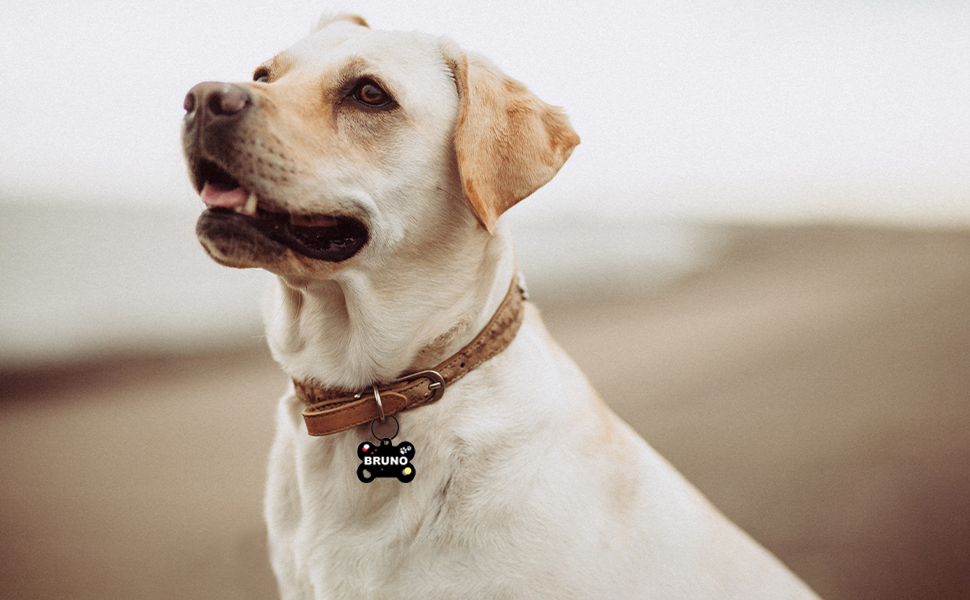 Pawsitively Personal: Unwrapping the Joy of Gifting Customized Dog ...