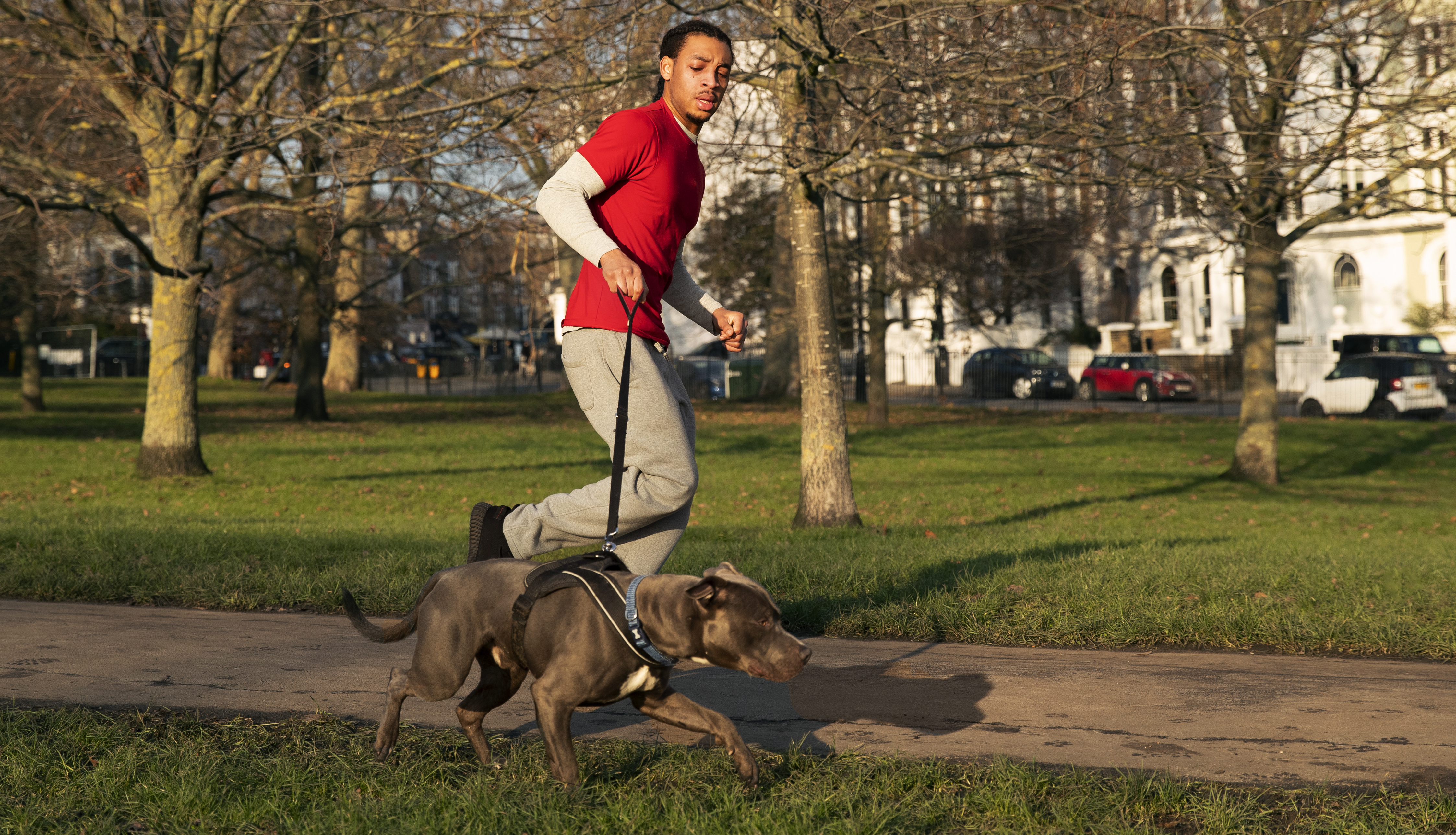 Harnessing Happiness: A Guide to Training Your Dog for the Perfect Walk