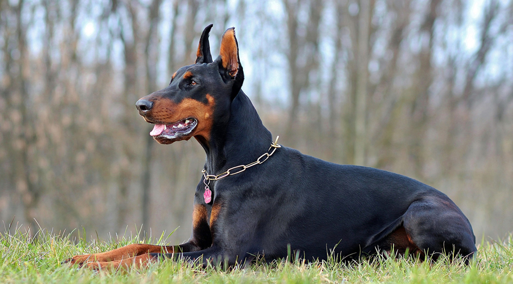 Top 10 Most Popular Dog Breeds In India